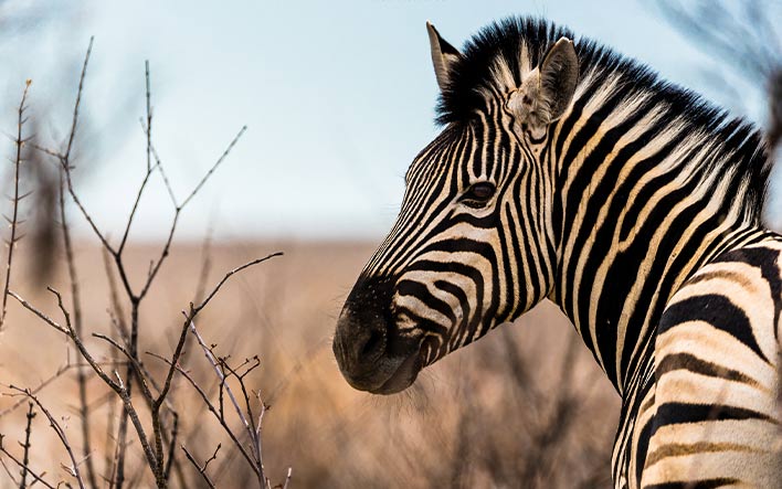 La zebra è nera a strisce bianche o il contrario? | Sto Gran Tour